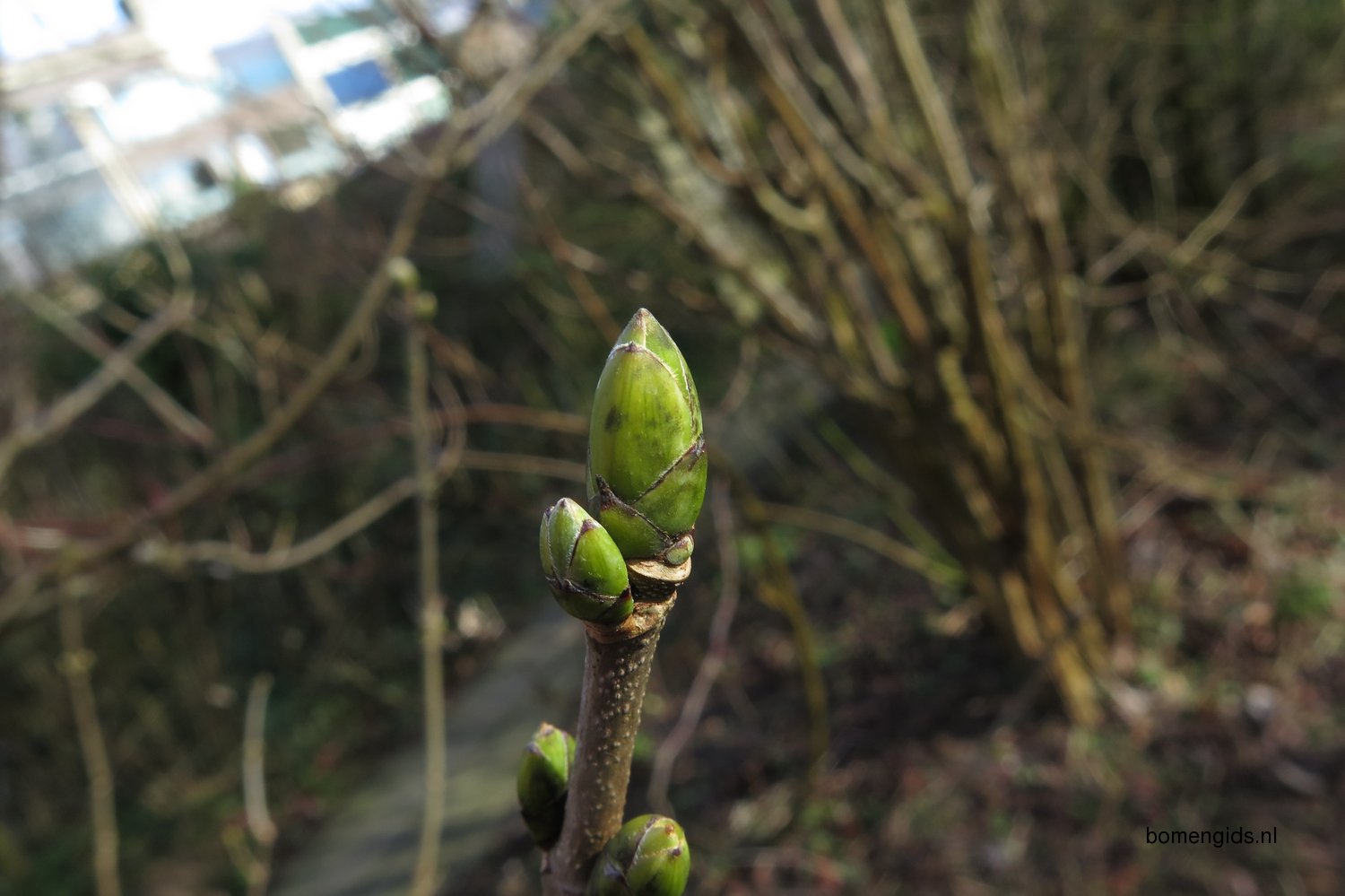 Herken de boomsoort NL: Gewone esdoorn; Latin: Acer pseudoplatanus; UK ...