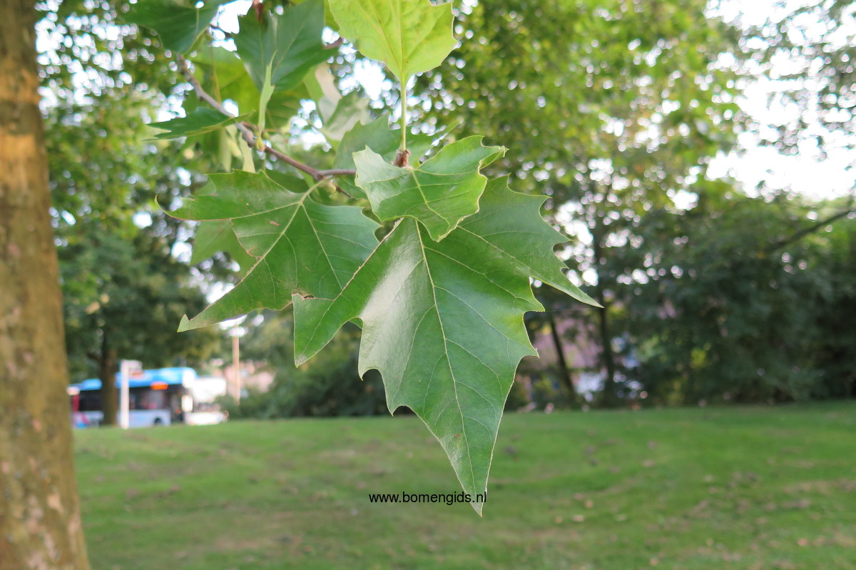 Herken de boomsoort NL: Gewone plataan; Latin: Platanus hybrida; UK ...
