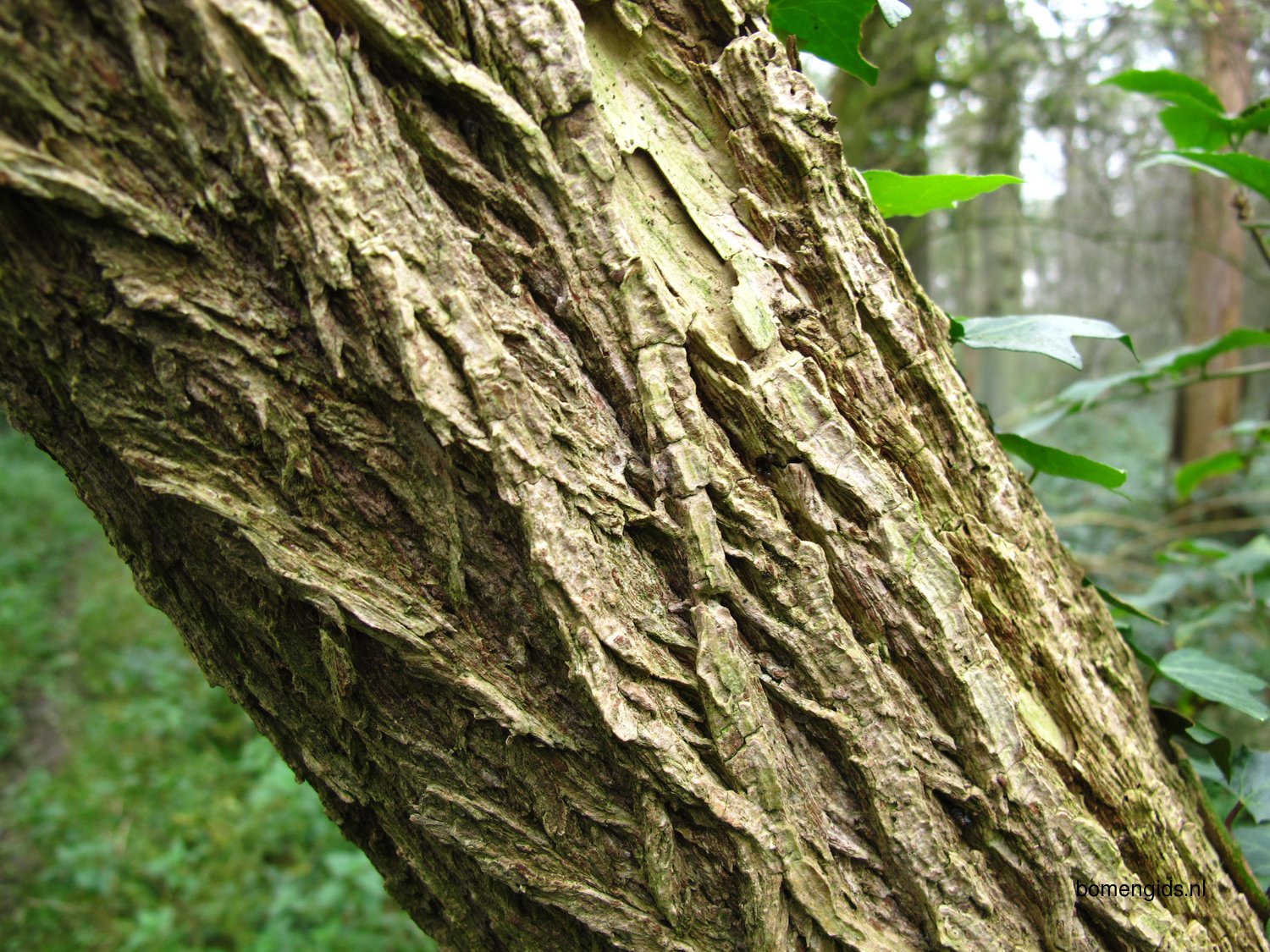 Herken de boomsoort NL: Gewone vlier; Latin: Sambucus nigra; UK: Black ...