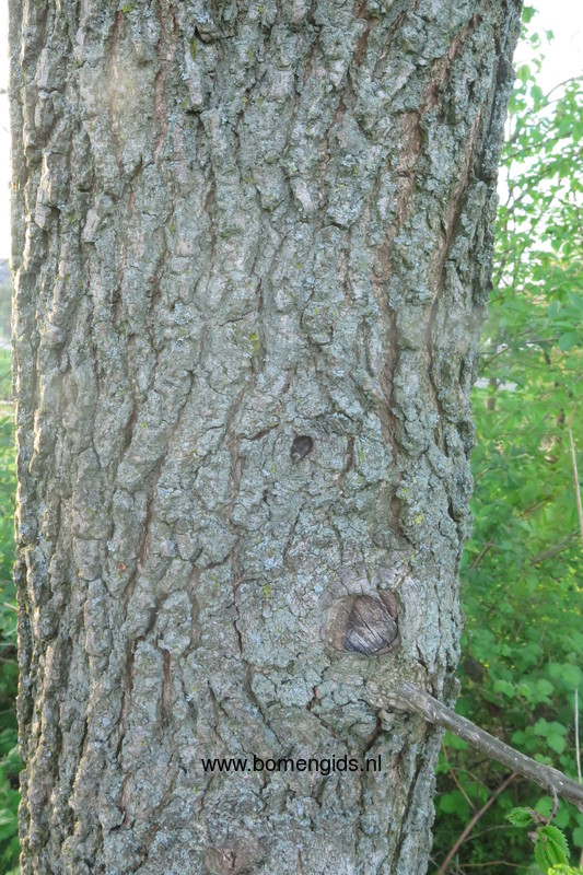 Herken de boomsoort NL: Gladde iep; Latin: Ulmus minor; UK: Smooth ...