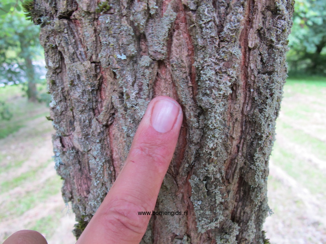 Herken de boomsoort NL: Gladde iep; Latin: Ulmus minor; UK: Smooth ...