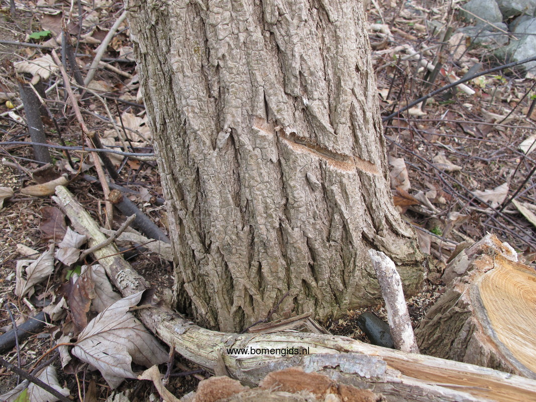 Herken de boomsoort NL: Gladde iep; Latin: Ulmus minor; UK: Smooth ...