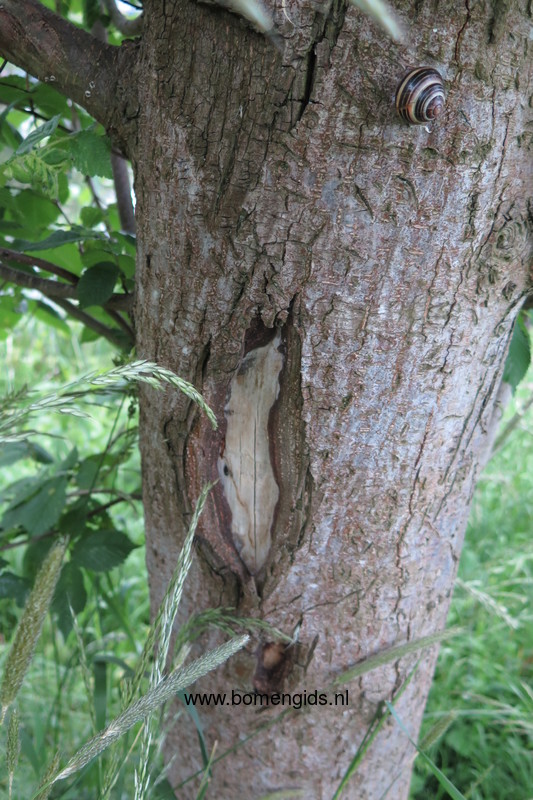 Herken de boomsoort NL: Gladde iep; Latin: Ulmus minor; UK: Smooth ...