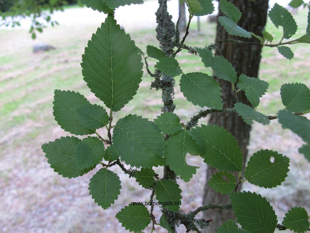 Boomsoorten die horen bij iepfamilie