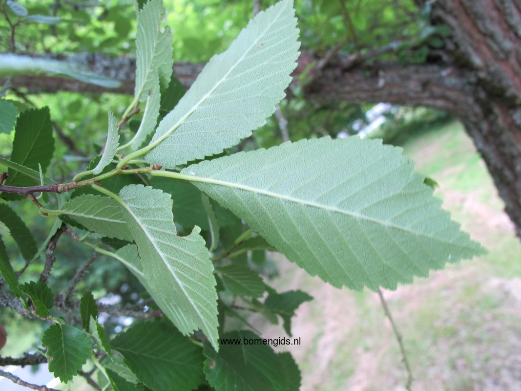 Herken de boomsoort NL: Gladde iep; Latin: Ulmus minor; UK: Smooth ...