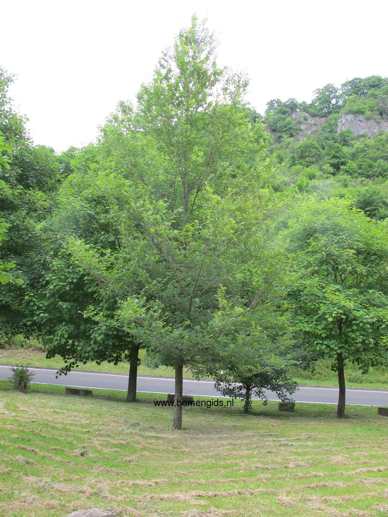 Boomsoorten die horen bij iepfamilie