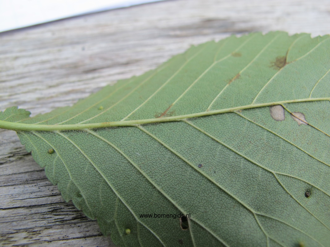 Herken de boomsoort NL: Gladde iep; Latin: Ulmus minor; UK: Smooth ...