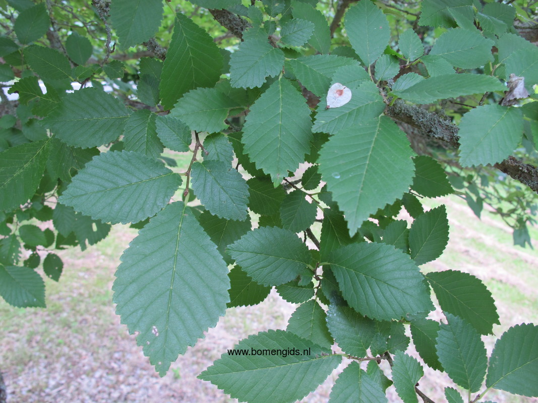 Herken de boomsoort NL: Gladde iep; Latin: Ulmus minor; UK: Smooth ...