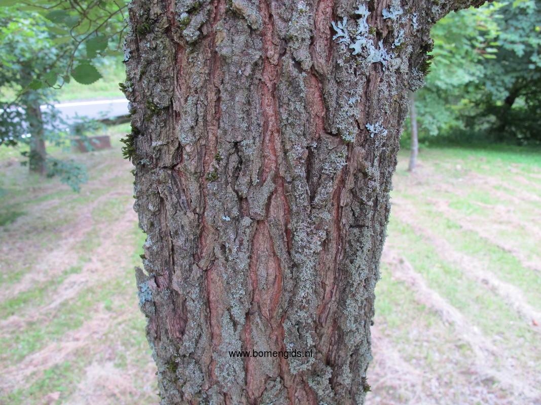 Herken de boomsoort NL: Gladde iep; Latin: Ulmus minor; UK: Smooth ...
