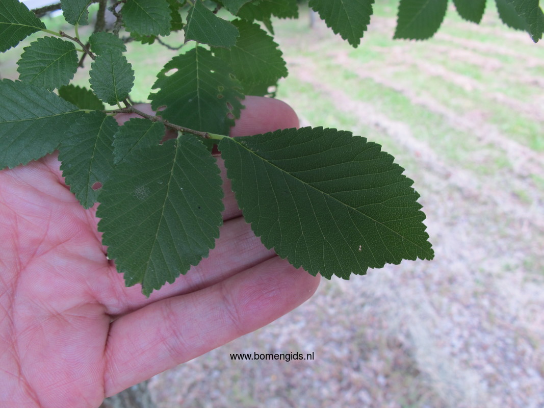 Herken de boomsoort NL: Gladde iep; Latin: Ulmus minor; UK: Smooth ...