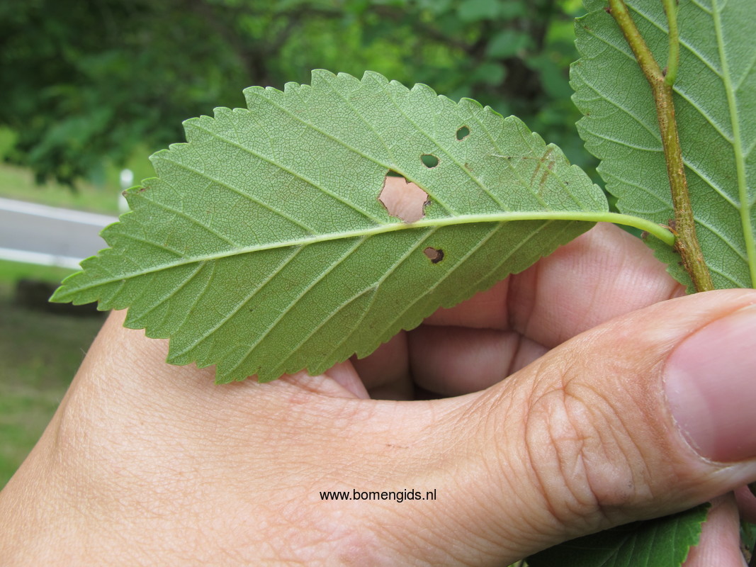 Herken de boomsoort NL: Gladde iep; Latin: Ulmus minor; UK: Smooth ...