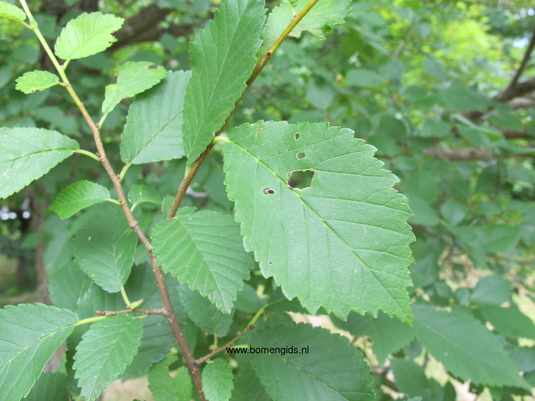 Herken de boomsoort NL: Gladde iep; Latin: Ulmus minor; UK: Smooth ...