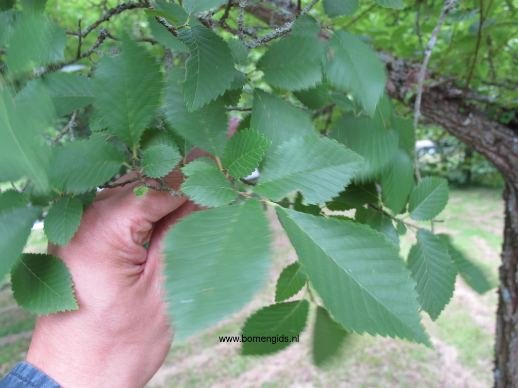 Herken de boomsoort NL: Gladde iep; Latin: Ulmus minor; UK: Smooth ...