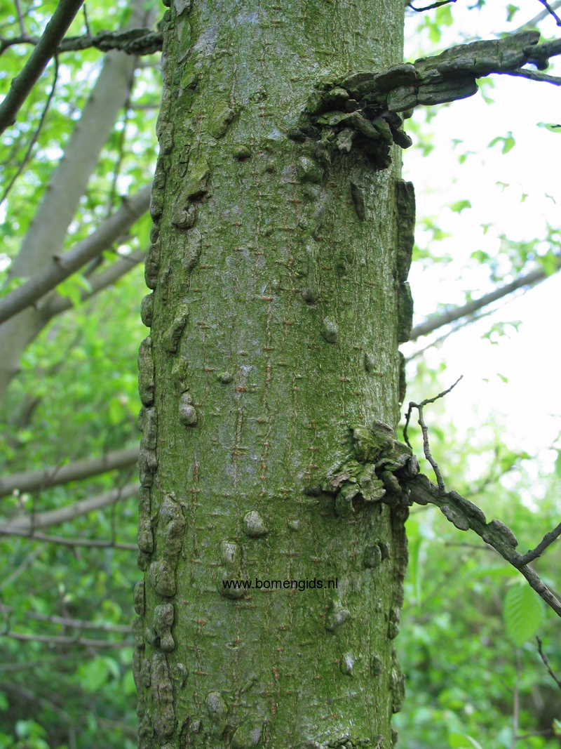 Herken de boomsoort NL: Gladde iep; Latin: Ulmus minor; UK: Smooth ...