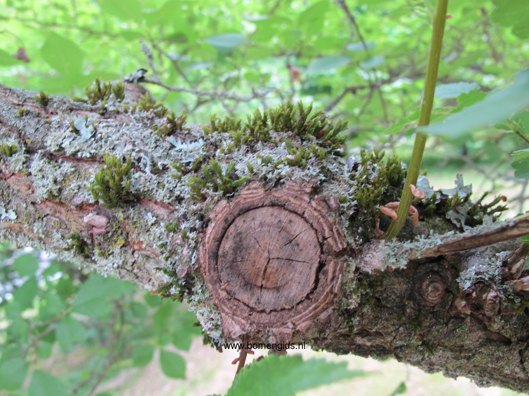 Herken de boomsoort NL: Gladde iep; Latin: Ulmus minor; UK: Smooth ...