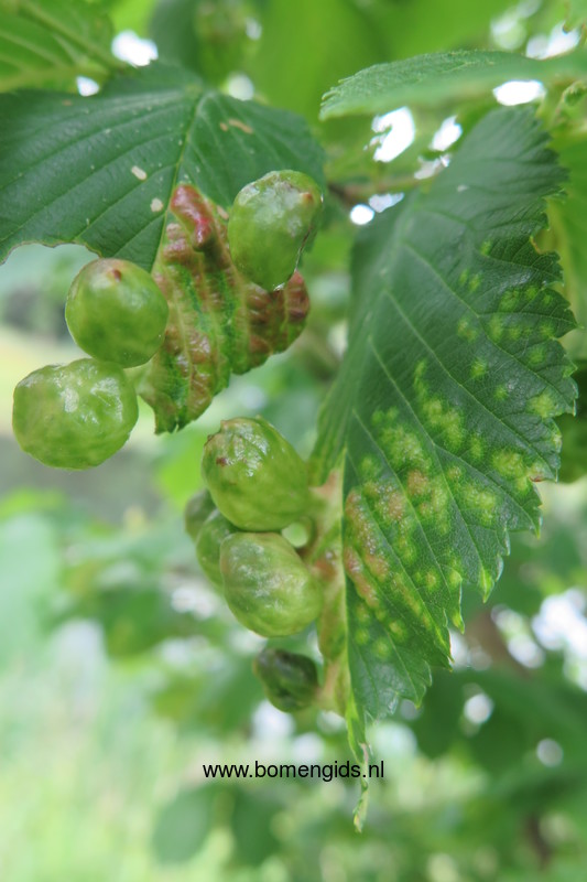 Herken de boomsoort NL: Gladde iep; Latin: Ulmus minor; UK: Smooth ...