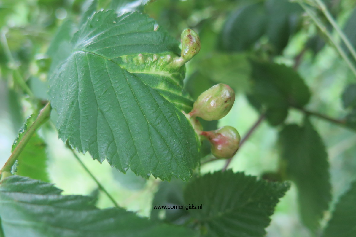 Herken de boomsoort NL: Gladde iep; Latin: Ulmus minor; UK: Smooth ...