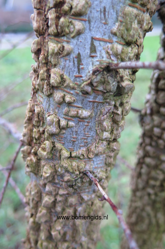 Herken de boomsoort NL: Gladde iep; Latin: Ulmus minor; UK: Smooth ...
