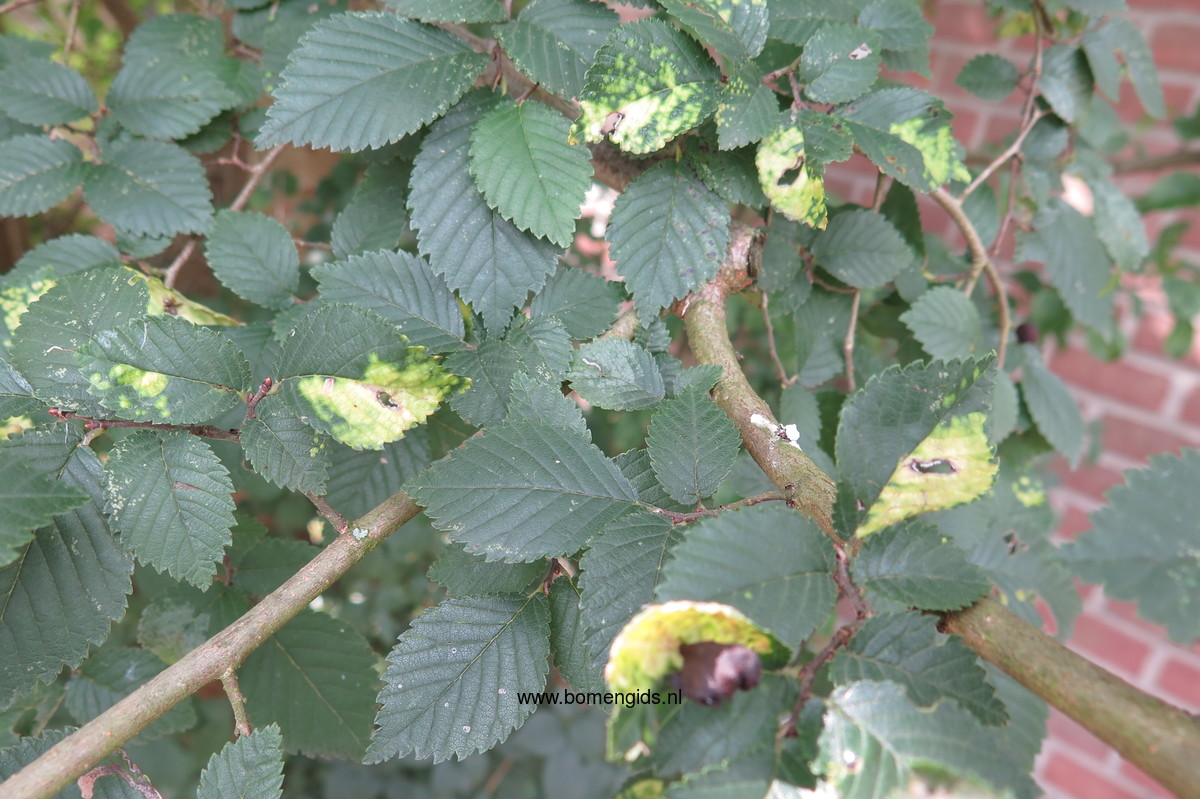 Herken de boomsoort NL: Gladde iep; Latin: Ulmus minor; UK: Smooth ...