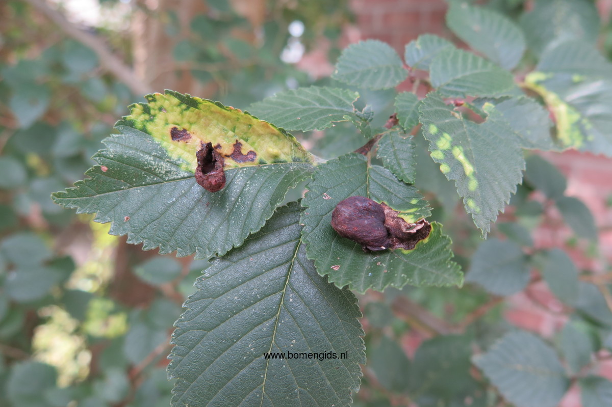 Herken de boomsoort NL: Gladde iep; Latin: Ulmus minor; UK: Smooth ...