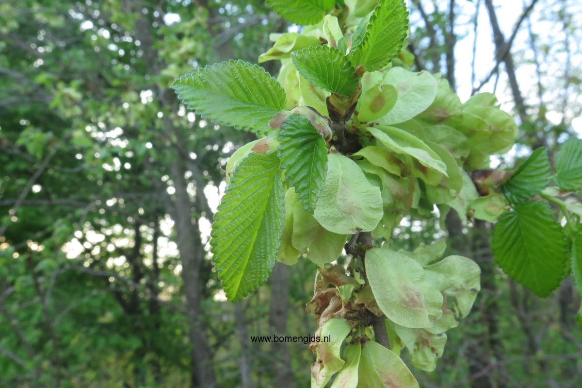 Herken de boomsoort NL: Gladde iep; Latin: Ulmus minor; UK: Smooth ...