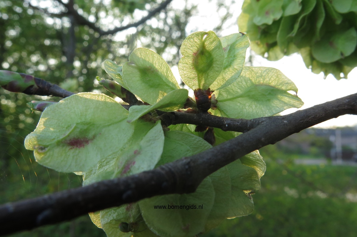 Herken de boomsoort NL: Gladde iep; Latin: Ulmus minor; UK: Smooth ...