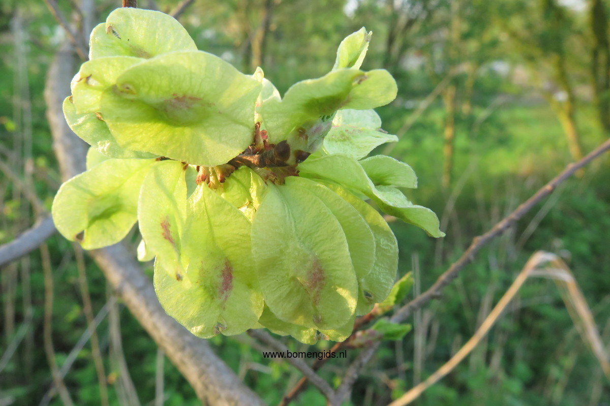 Herken de boomsoort NL: Gladde iep; Latin: Ulmus minor; UK: Smooth ...