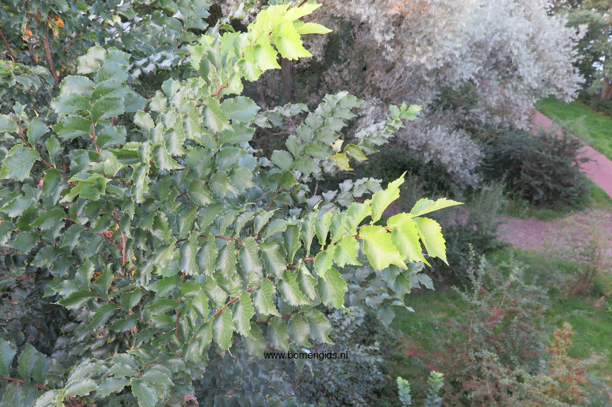 Herken de boomsoort NL: Gladde iep; Latin: Ulmus minor; UK: Smooth ...