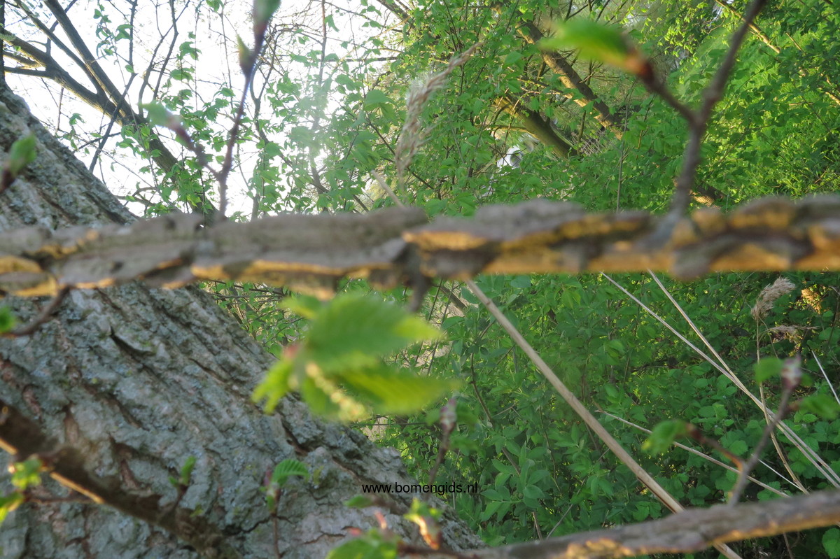 Boomsoorten die horen bij iepfamilie