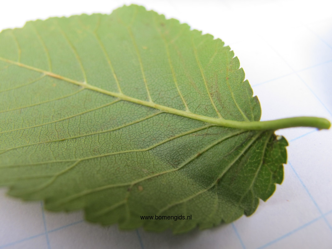 Herken de boomsoort NL: Gladde iep; Latin: Ulmus minor; UK: Smooth ...