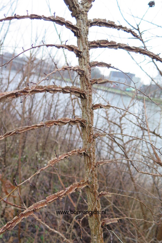 Herken de boomsoort NL: Gladde iep; Latin: Ulmus minor; UK: Smooth ...