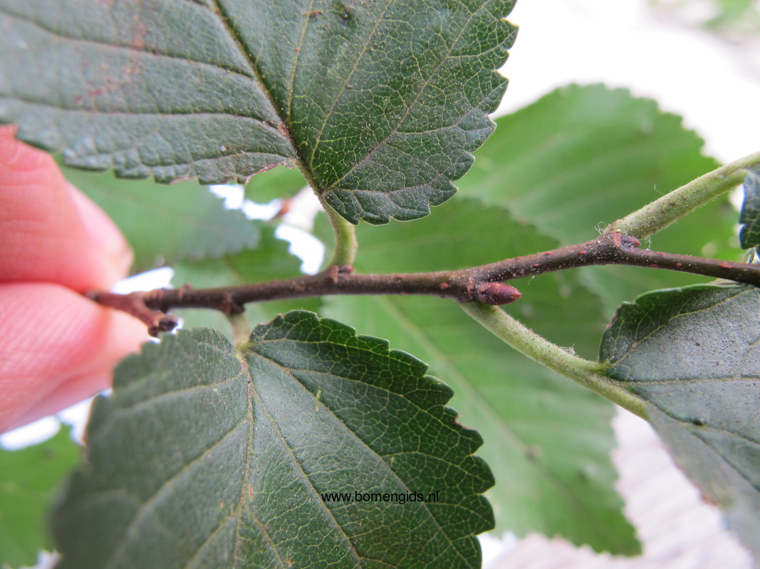 Herken de boomsoort NL: Gladde iep; Latin: Ulmus minor; UK: Smooth ...