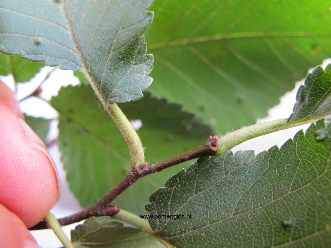 Herken de boomsoort NL: Gladde iep; Latin: Ulmus minor; UK: Smooth ...