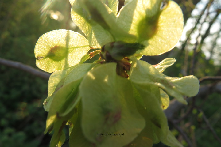 Herken de boomsoort NL: Gladde iep; Latin: Ulmus minor; UK: Smooth ...