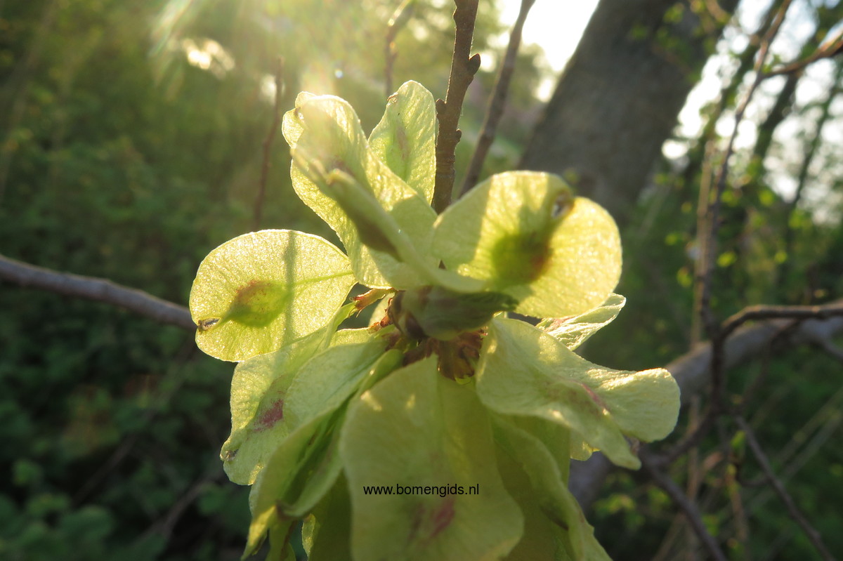 Herken de boomsoort NL: Gladde iep; Latin: Ulmus minor; UK: Smooth ...