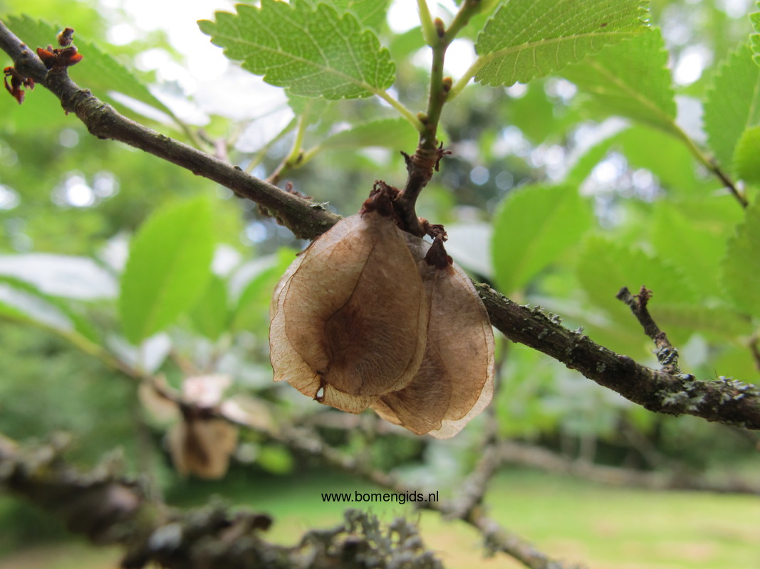 Herken de boomsoort NL: Gladde iep; Latin: Ulmus minor; UK: Smooth ...