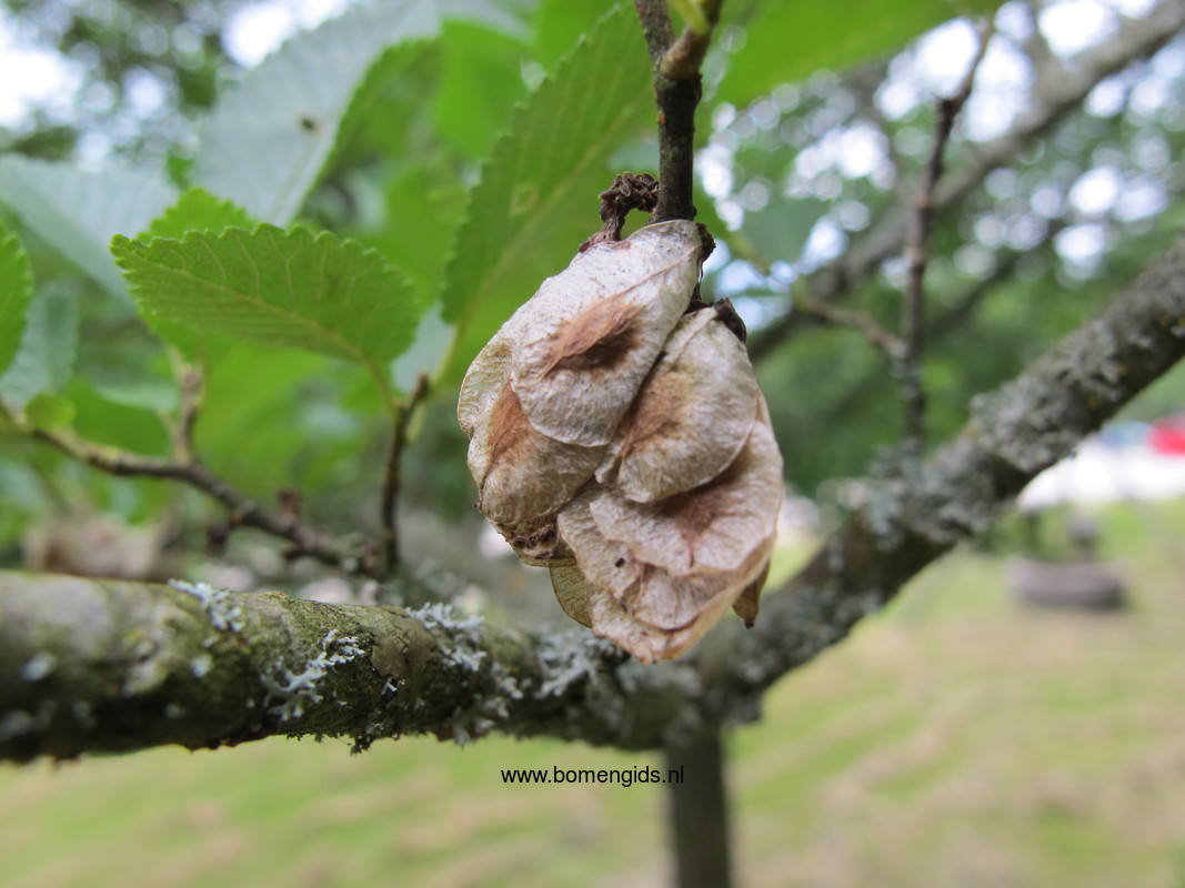 Herken de boomsoort NL: Gladde iep; Latin: Ulmus minor; UK: Smooth ...
