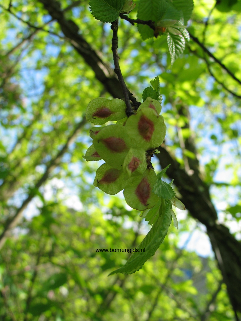 Herken de boomsoort NL: Gladde iep; Latin: Ulmus minor; UK: Smooth ...