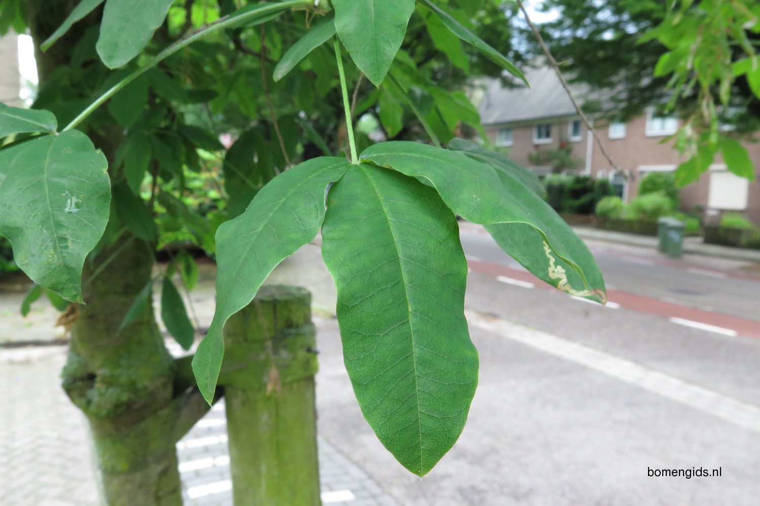 Boomsoorten die horen bij leguminosafamilie