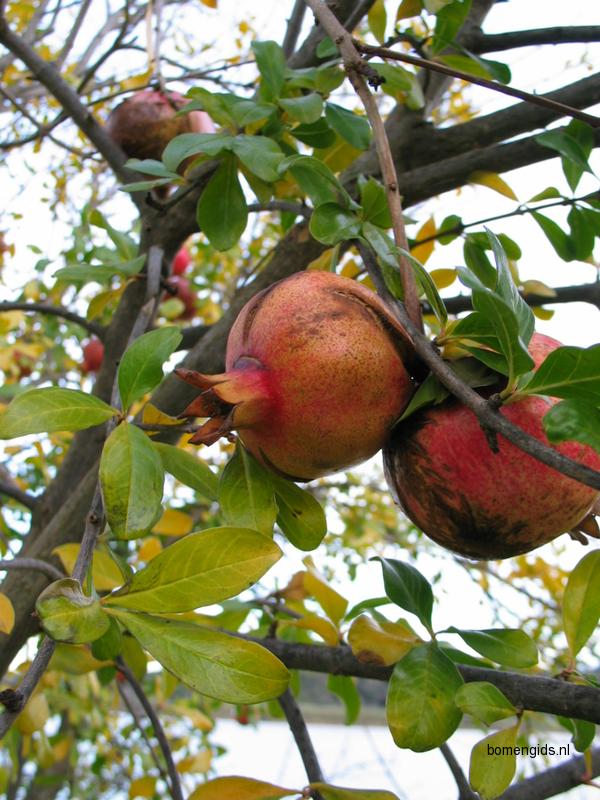 Herken de boomsoort NL: Granaatappel; Latin: Punica granatum; UK ...