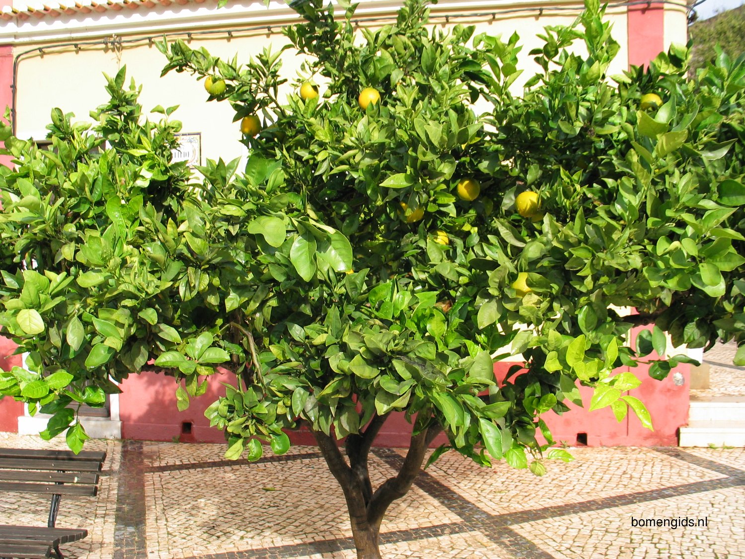 Herken de boomsoort NL: Grapefruit; Latin: Citrus paradisi; UK ...