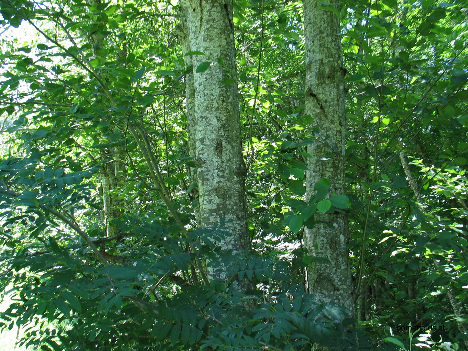 Herken de boomsoort NL: Grauwe els; Latin: Alnus incana; UK: Speckled ...