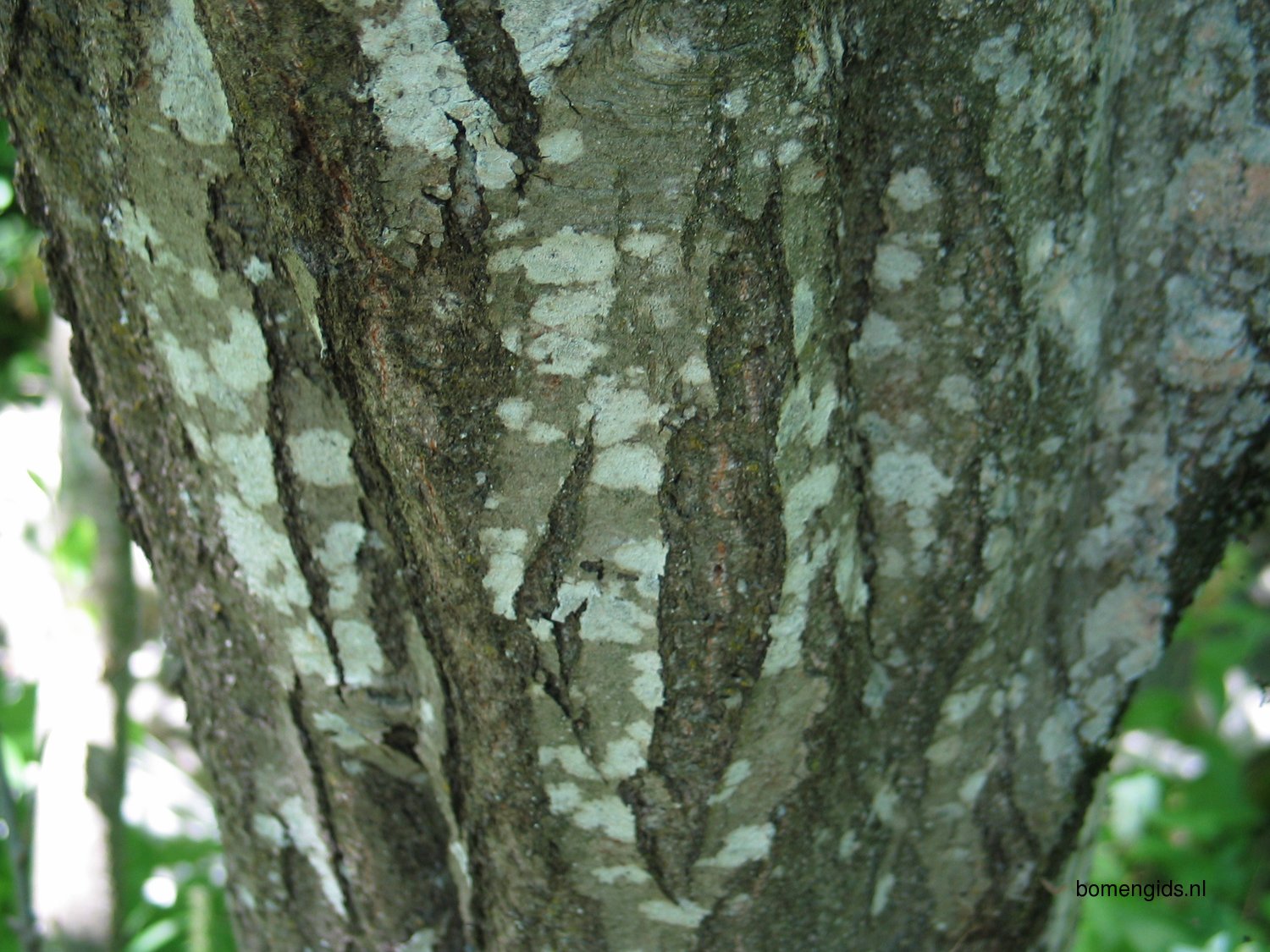 Herken de boomsoort NL: Grauwe els; Latin: Alnus incana; UK: Speckled ...