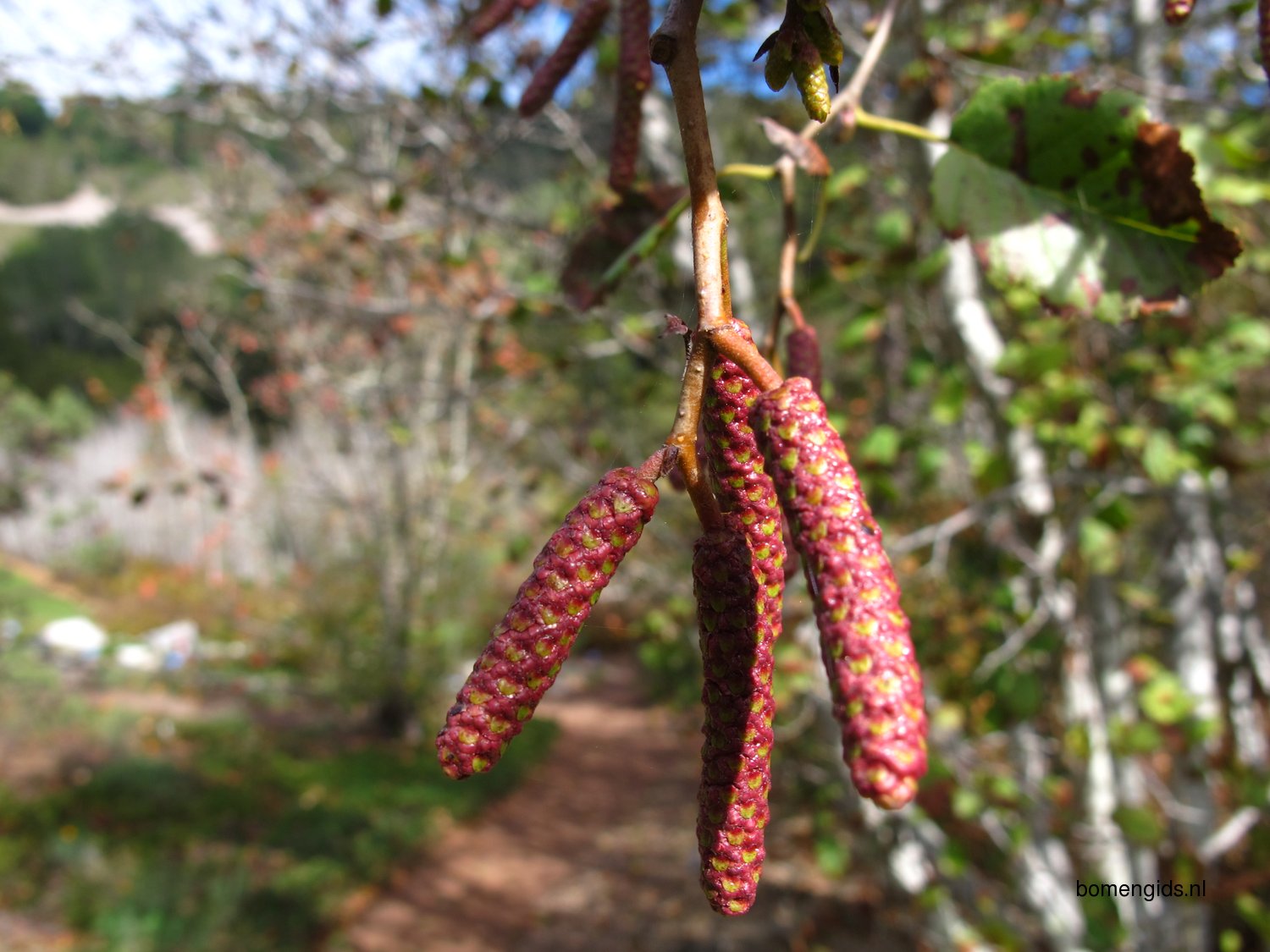 Herken de boomsoort NL: Grauwe els; Latin: Alnus incana; UK: Speckled ...