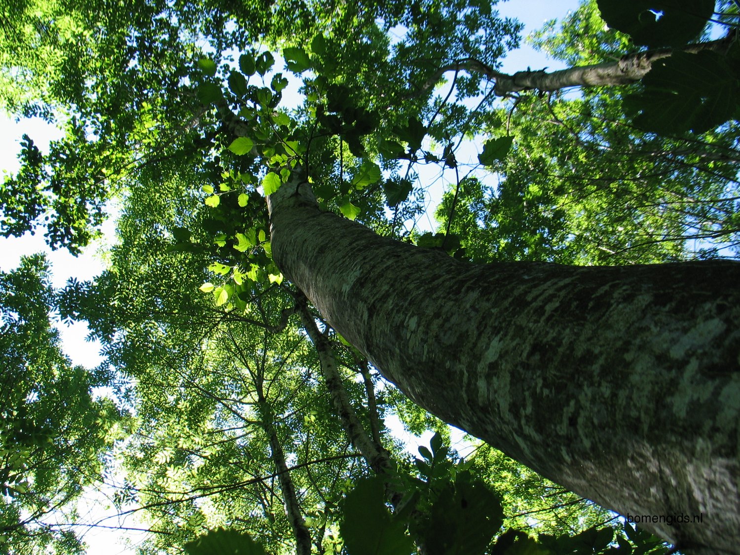 Herken de boomsoort NL: Grauwe els; Latin: Alnus incana; UK: Speckled ...