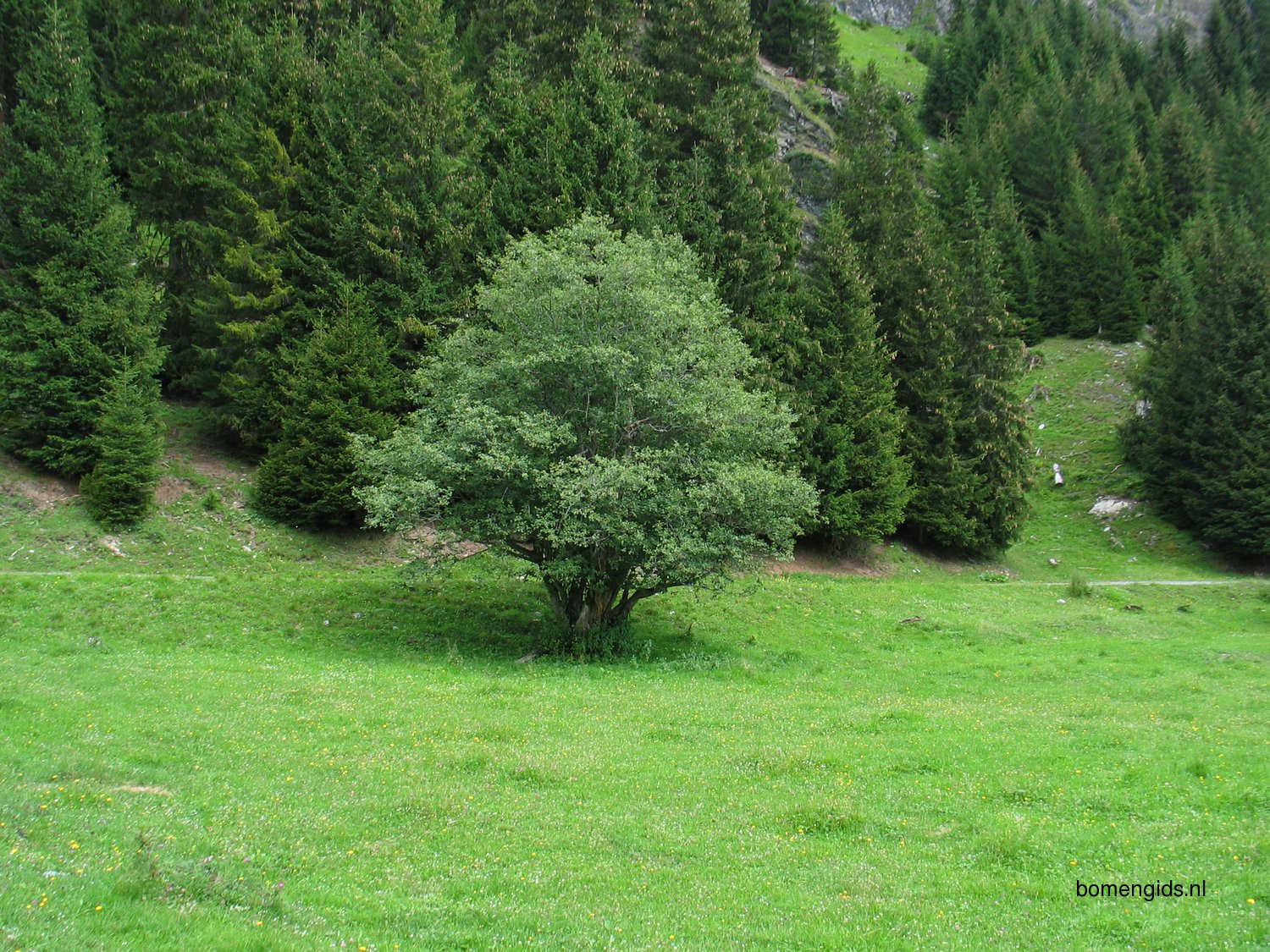 Herken de boomsoort NL: Grauwe els; Latin: Alnus incana; UK: Speckled ...