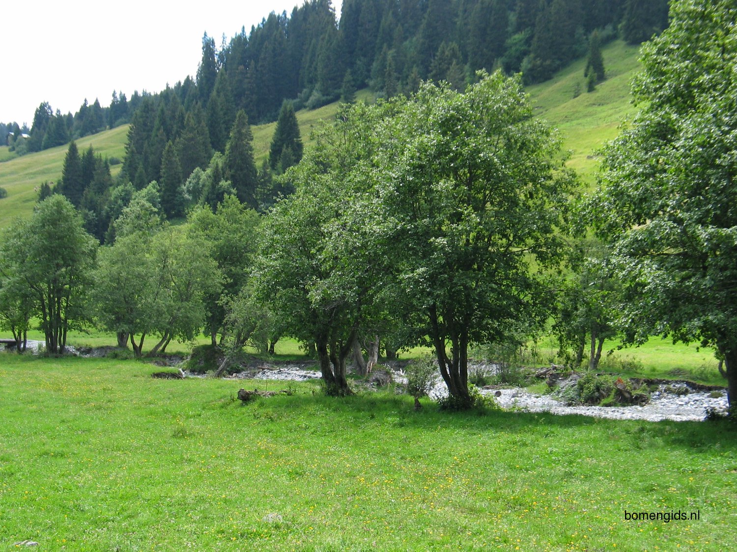 Herken de boomsoort NL: Grauwe els; Latin: Alnus incana; UK: Speckled ...
