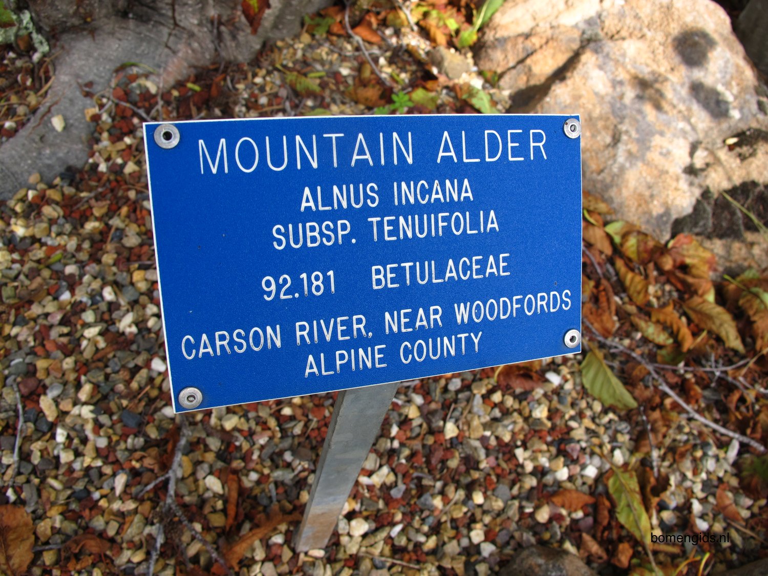 Herken de boomsoort NL: Grauwe els; Latin: Alnus incana; UK: Speckled ...
