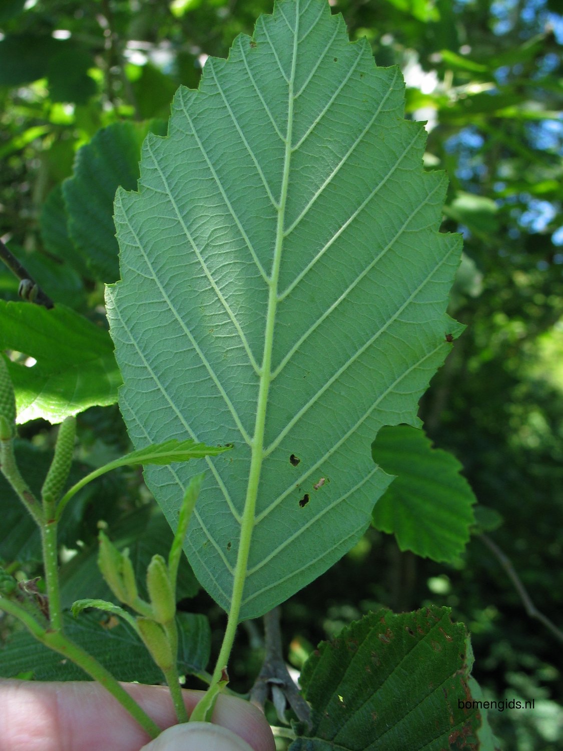 Herken de boomsoort NL: Grauwe els; Latin: Alnus incana; UK: Speckled ...