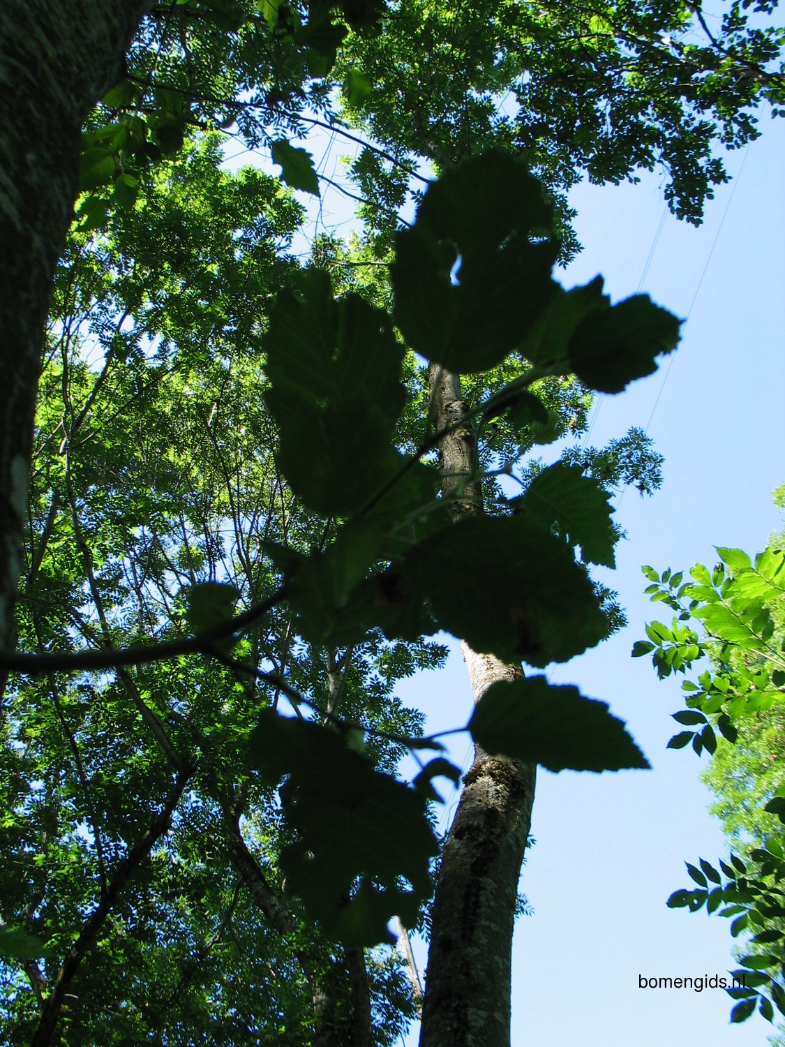 Herken de boomsoort NL: Grauwe els; Latin: Alnus incana; UK: Speckled ...